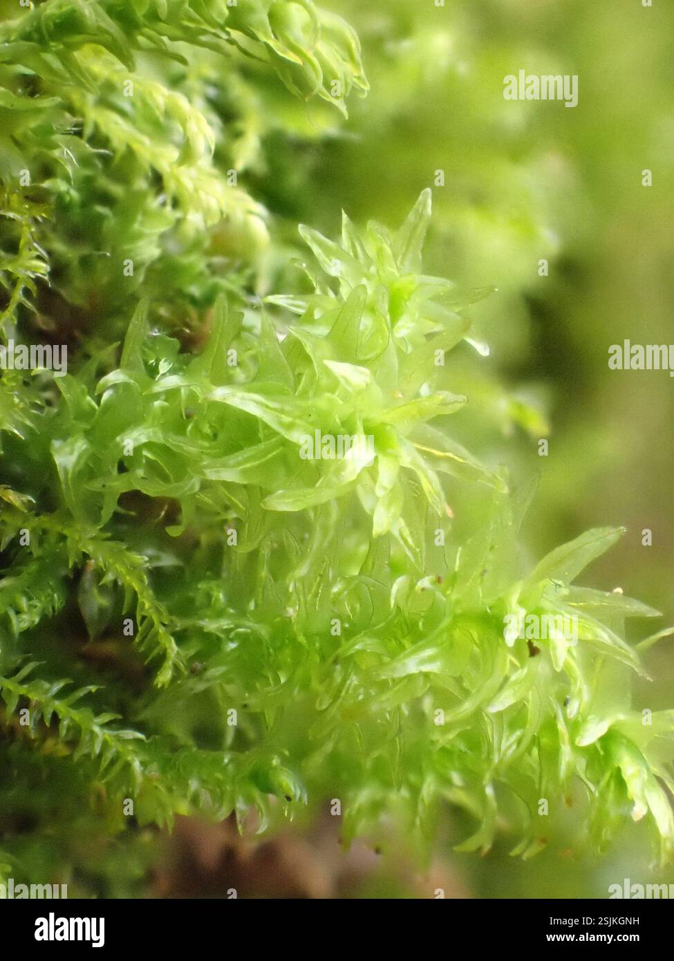 Rambling Tail-moss (Anomodon viticulosus), Plantae, Castellumpad ...