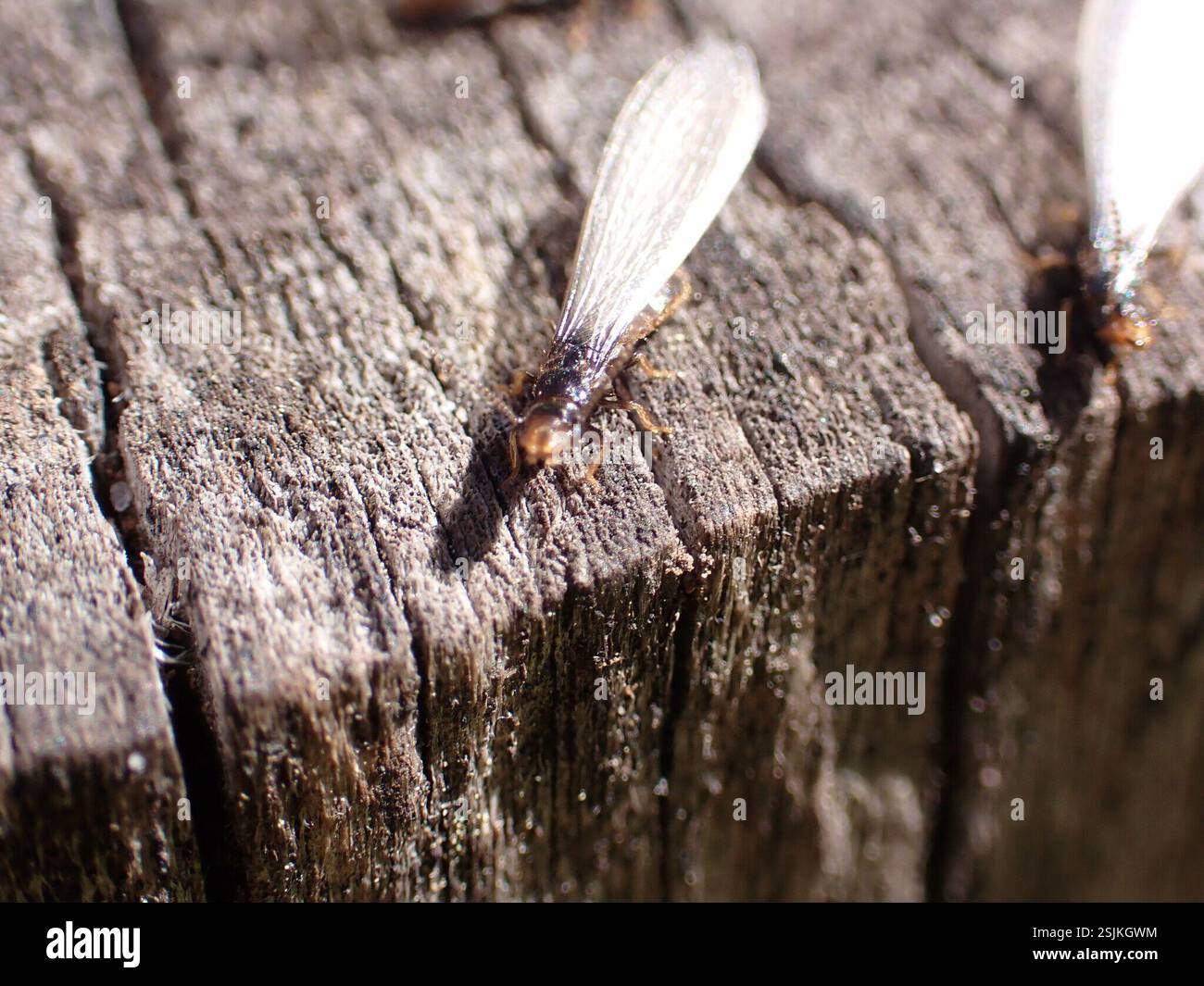 Eastern Subterranean Termite (Reticulitermes flavipes), Insecta, North ...