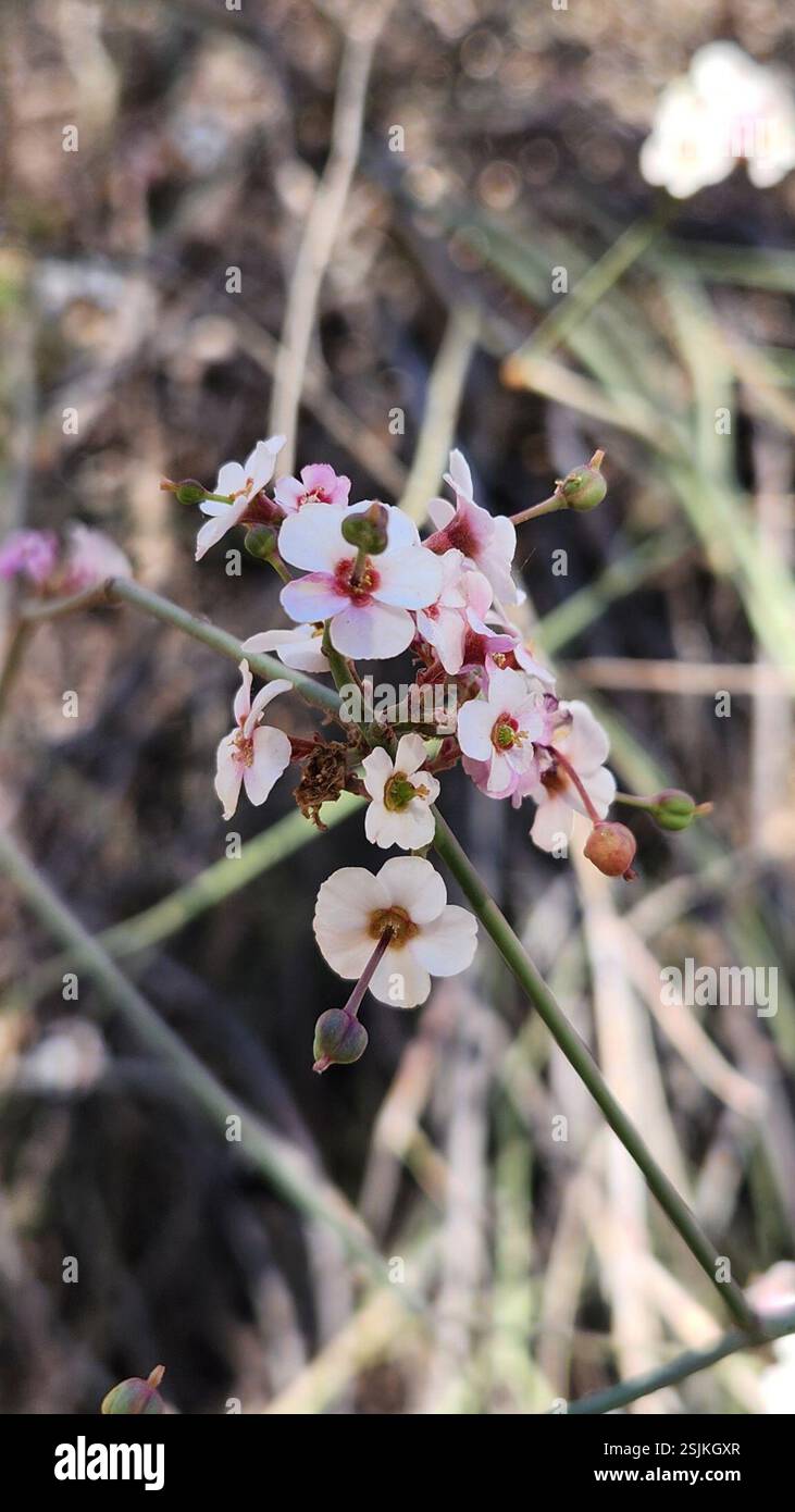 Baja Spurge (Euphorbia xanti), Plantae, Comondú, MX-BS, MX Stock Photo ...