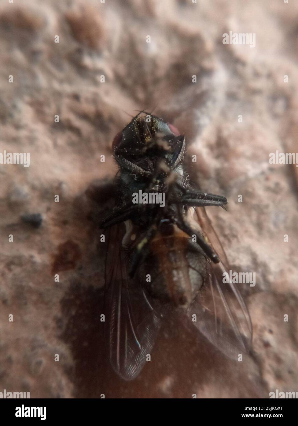 (Musca), Insecta, La Frette Stock Photo - Alamy