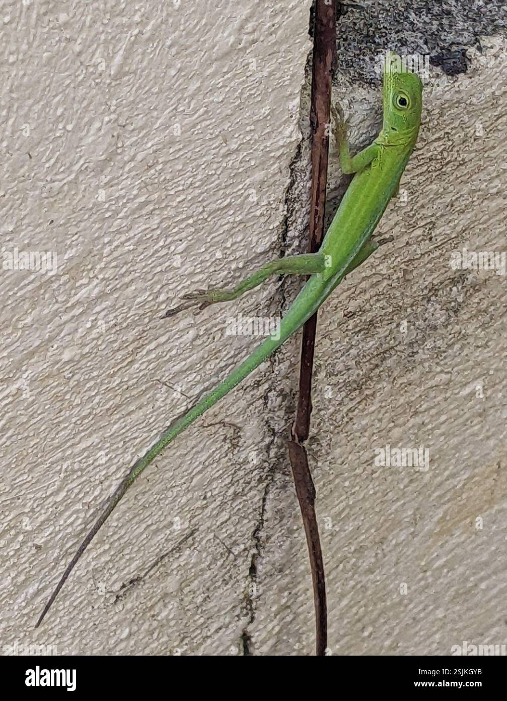 East Dominican Green Anole (Anolis callainus), Reptilia, Moca ...