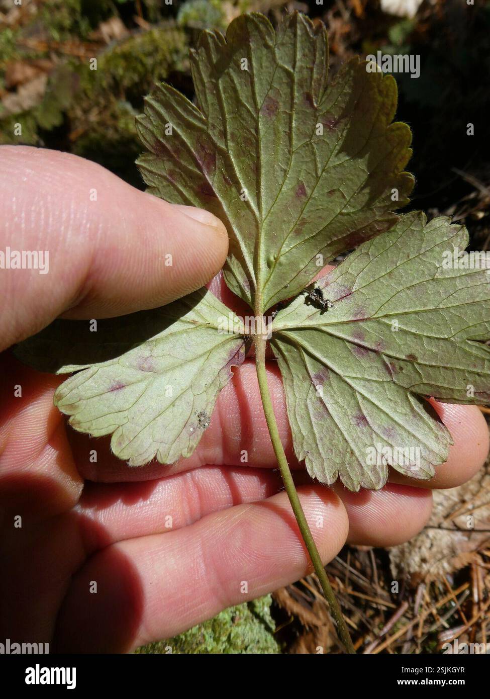 Appalachian barren-strawberry (Waldsteinia fragarioides), Plantae ...