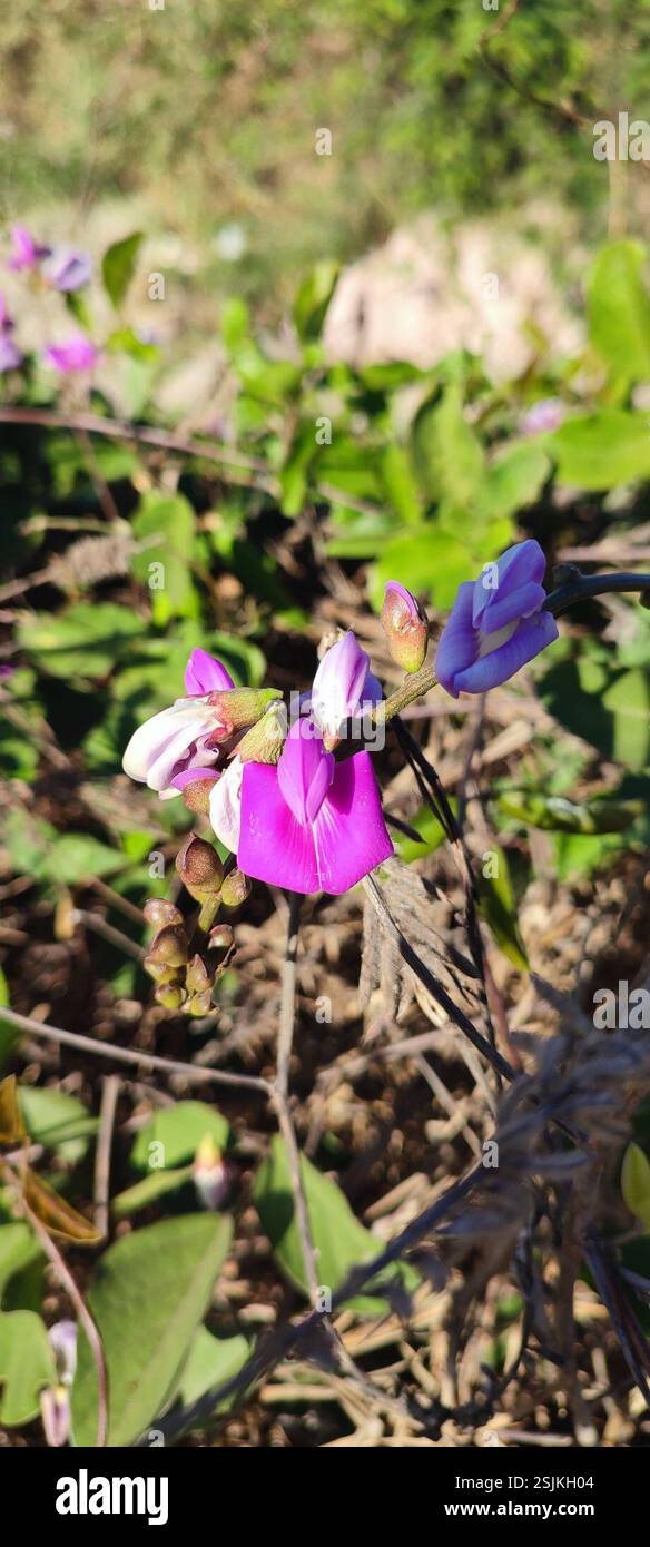 Beach Bean (Canavalia rosea), Plantae, MPG6+2W, Nuevo Vallarta, Nay ...
