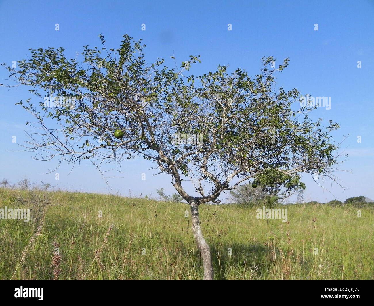 Spiny monkey orange (Strychnos spinosa), Plantae, uMkhanyakude District ...
