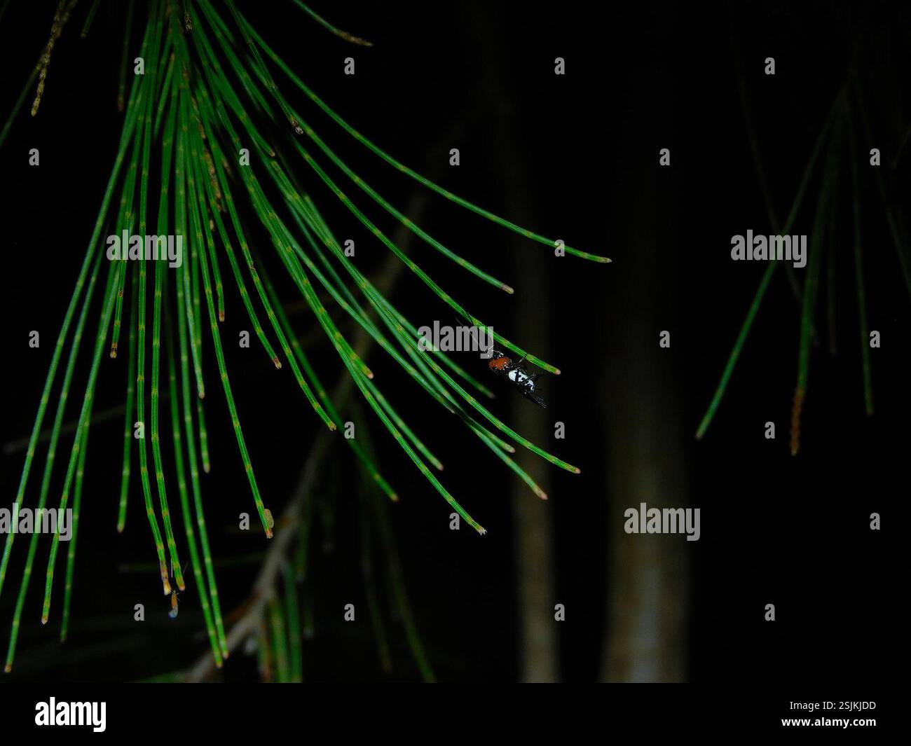 (Callibracon), Insecta, Hobart TAS, Australia Stock Photo - Alamy
