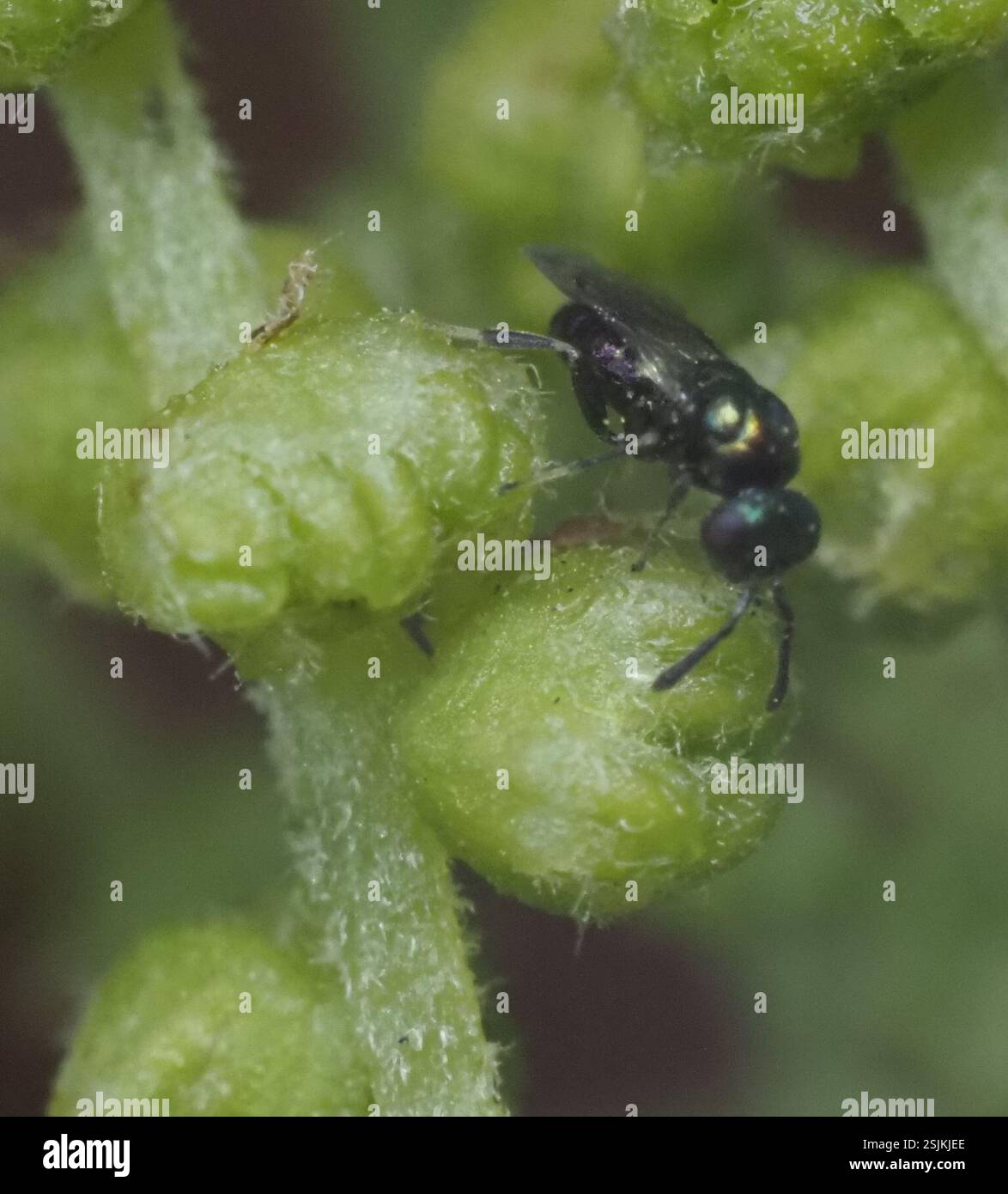 Chalcidoid Wasps (Chalcidoidea), Insecta, East Austin, Austin, TX, USA ...