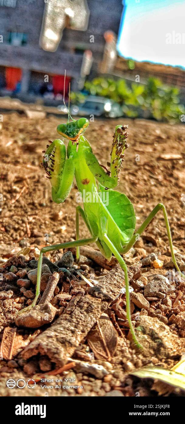 Giant Asian Mantises (Hierodula), Insecta, Nimblak, Maharashtra 414111 ...