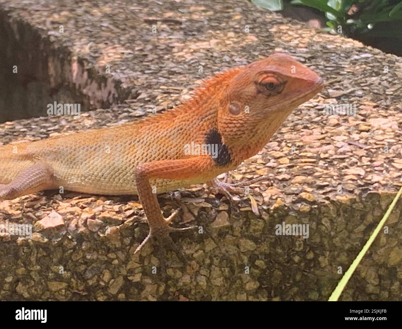 Oriental Garden Lizard (Calotes versicolor), Reptilia, Than Sadet-Ko ...