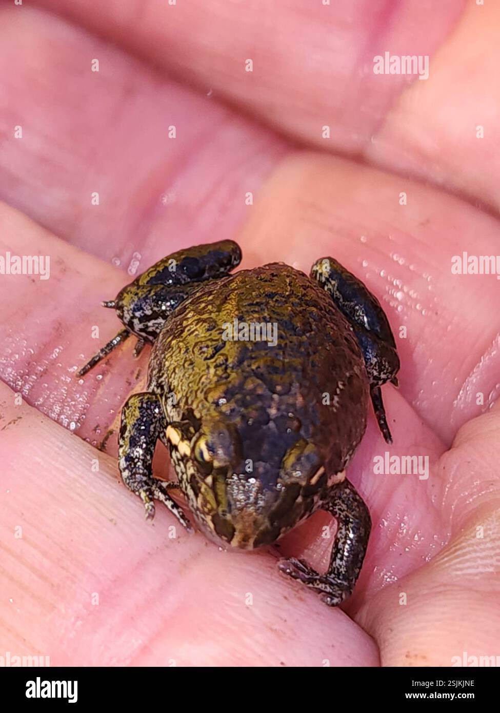 Marbled Frog (Limnodynastes convexiusculus), Amphibia, Bouldercombe QLD ...