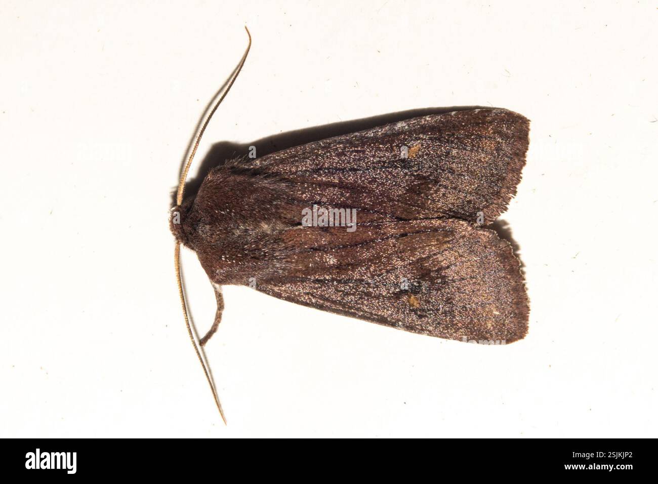 (Ichneutica alopa), Insecta, St Bathans, New Zealand, Rich red-brown ...