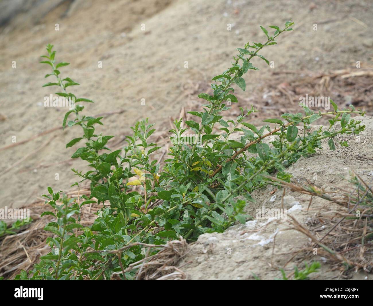 Chinese teaplant (Lycium chinense), Plantae, 台灣嘉義縣 Stock Photo - Alamy