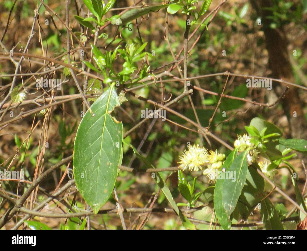 Sweetleaf (Symplocos tinctoria), Plantae, Windsor Forest, Savannah, GA ...