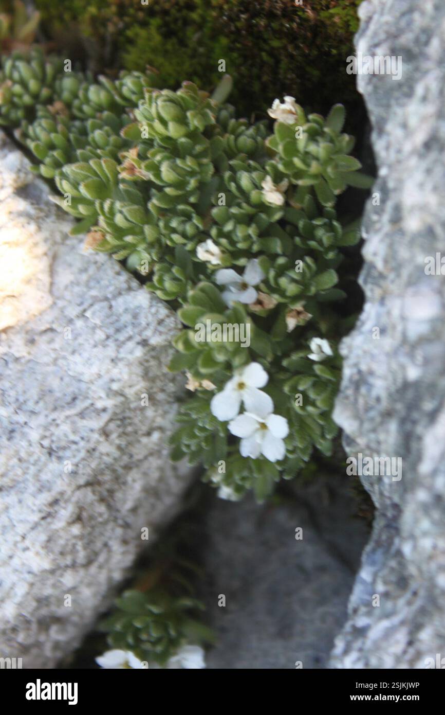 Alpine rock-jasmine (Androsace alpina), Plantae, 1945 Liddes, Suisse ...