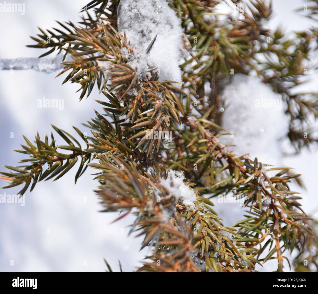 common juniper (Juniperus communis), Plantae, Ville-Marie, QC, Canada ...