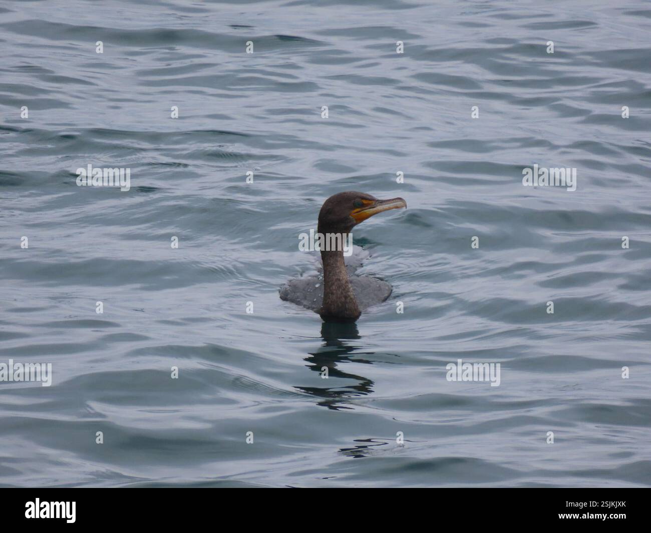 Double-crested Cormorant (Nannopterum auritum), Aves, Victoria, BC ...
