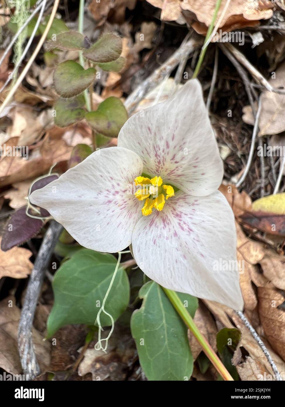 brook wakerobin (Pseudotrillium rivale), Plantae, Josephine County, OR ...