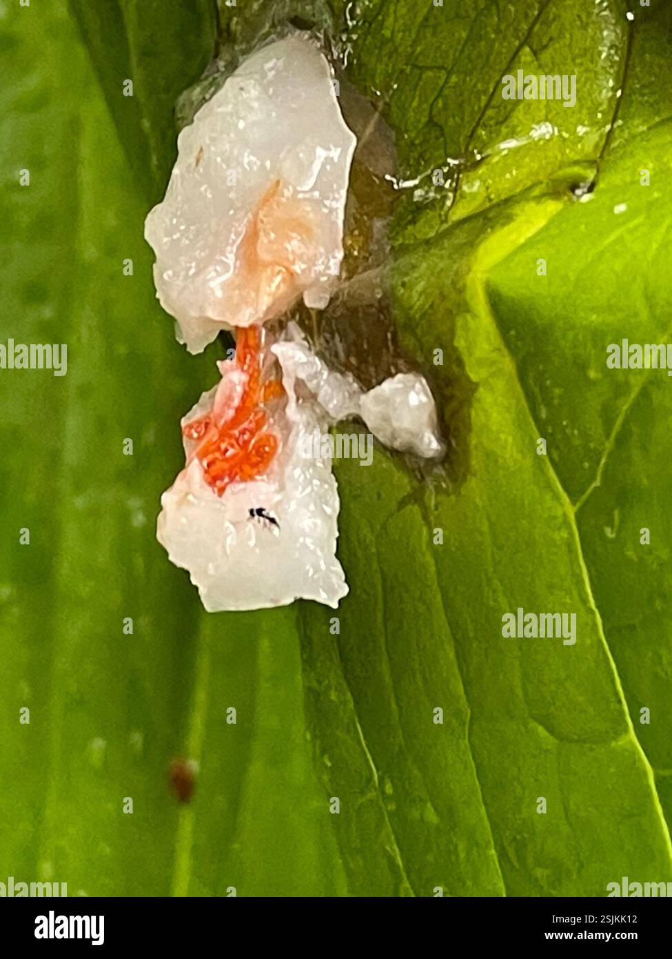 Insects (Insecta), Insecta, North Carolina, US, On Skunk Cabbage leaf ...