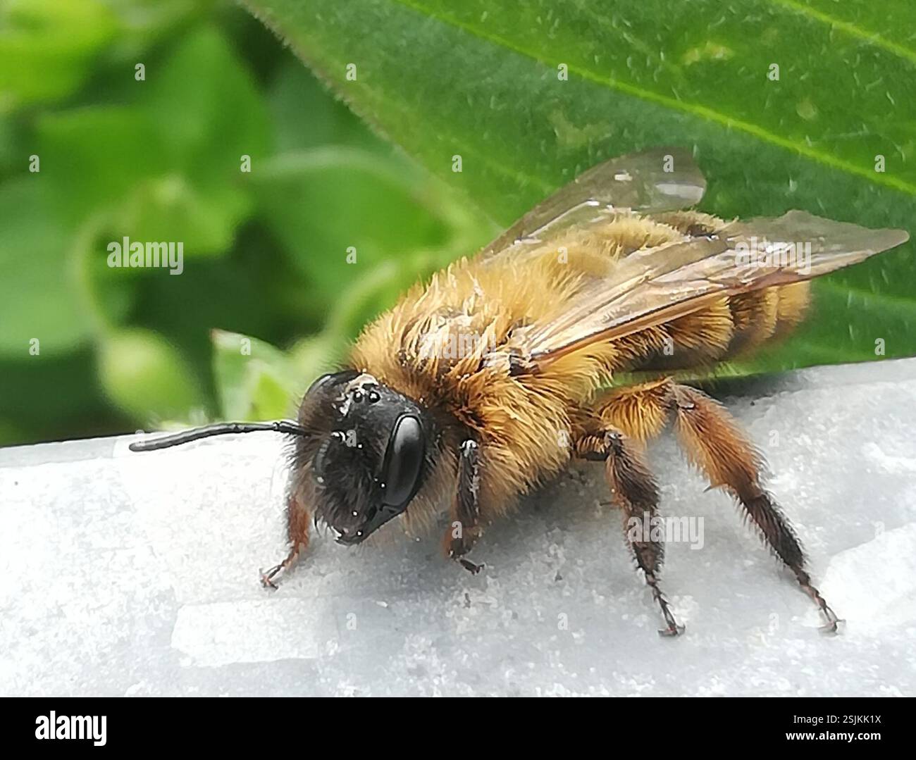 Buffish Mining Bee (Andrena nigroaenea), Insecta, Ballenstedt, Germany ...