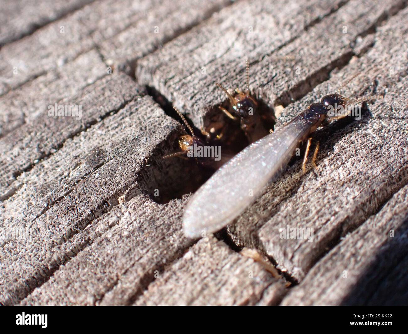 Eastern Subterranean Termite (Reticulitermes flavipes), Insecta, North ...