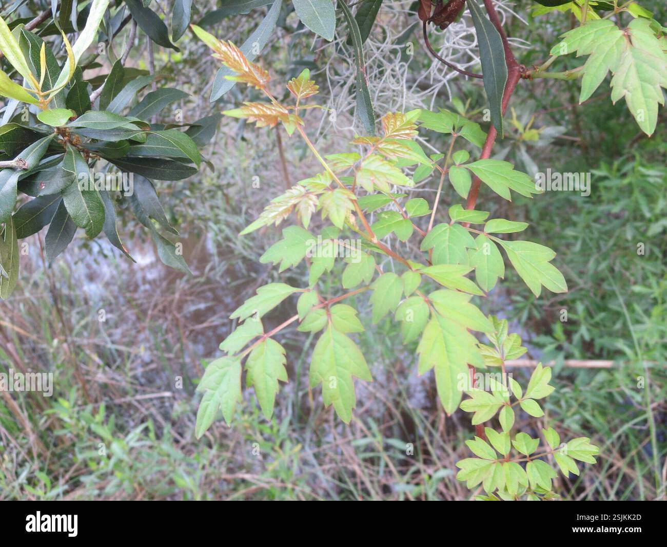 peppervine (Nekemias arborea), Plantae, Windsor Forest, Savannah, GA ...