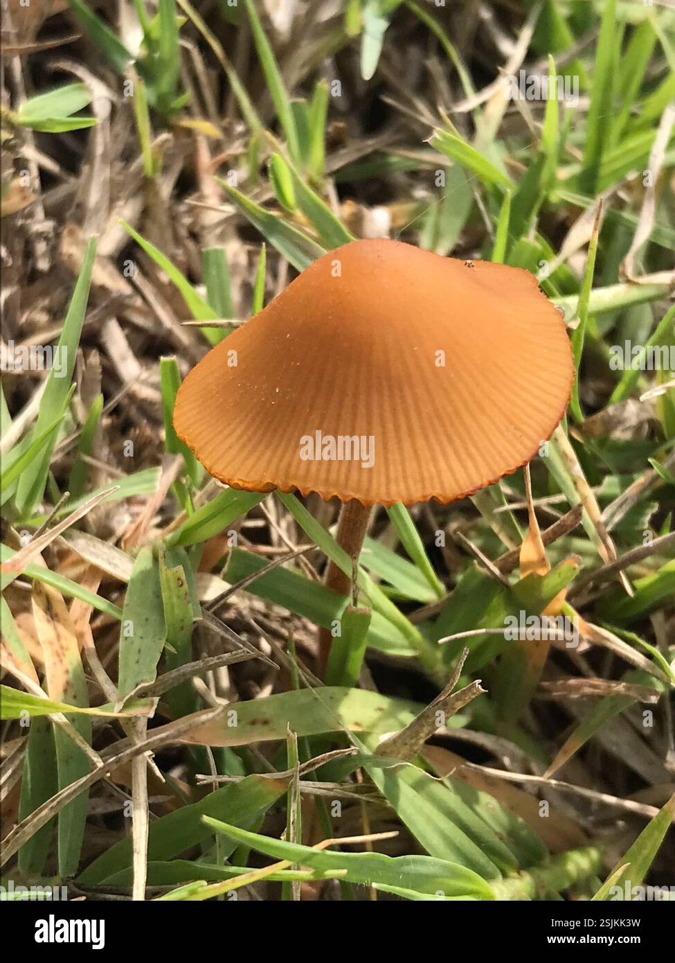 common conecap (Conocybe tenera), Fungi, San Lorenzo Department, Santa ...