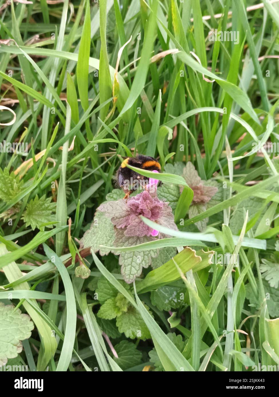 Bumble Bees (Bombus), Insecta, Cambridgeshire, UK, Thinking buff-tailed ...
