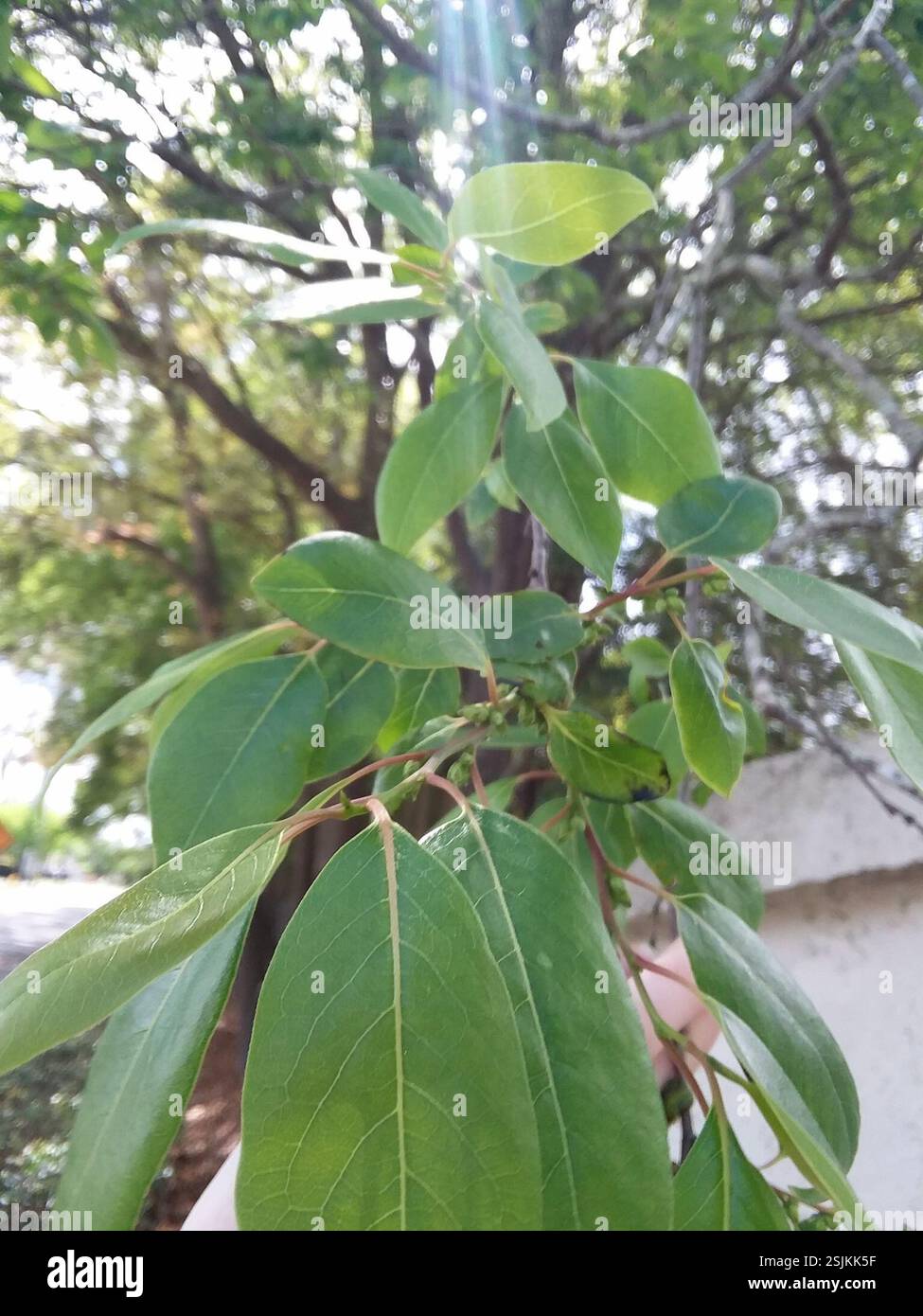 American persimmon (Diospyros virginiana), Plantae, Hidden Lake Male ...