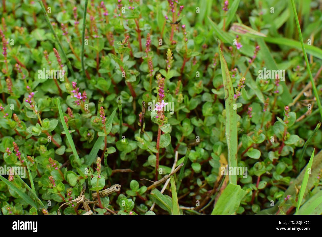roundleaf toothcup (Rotala rotundifolia), Plantae, 中国贵州省黔南布依族苗族自治州龙里县 ...