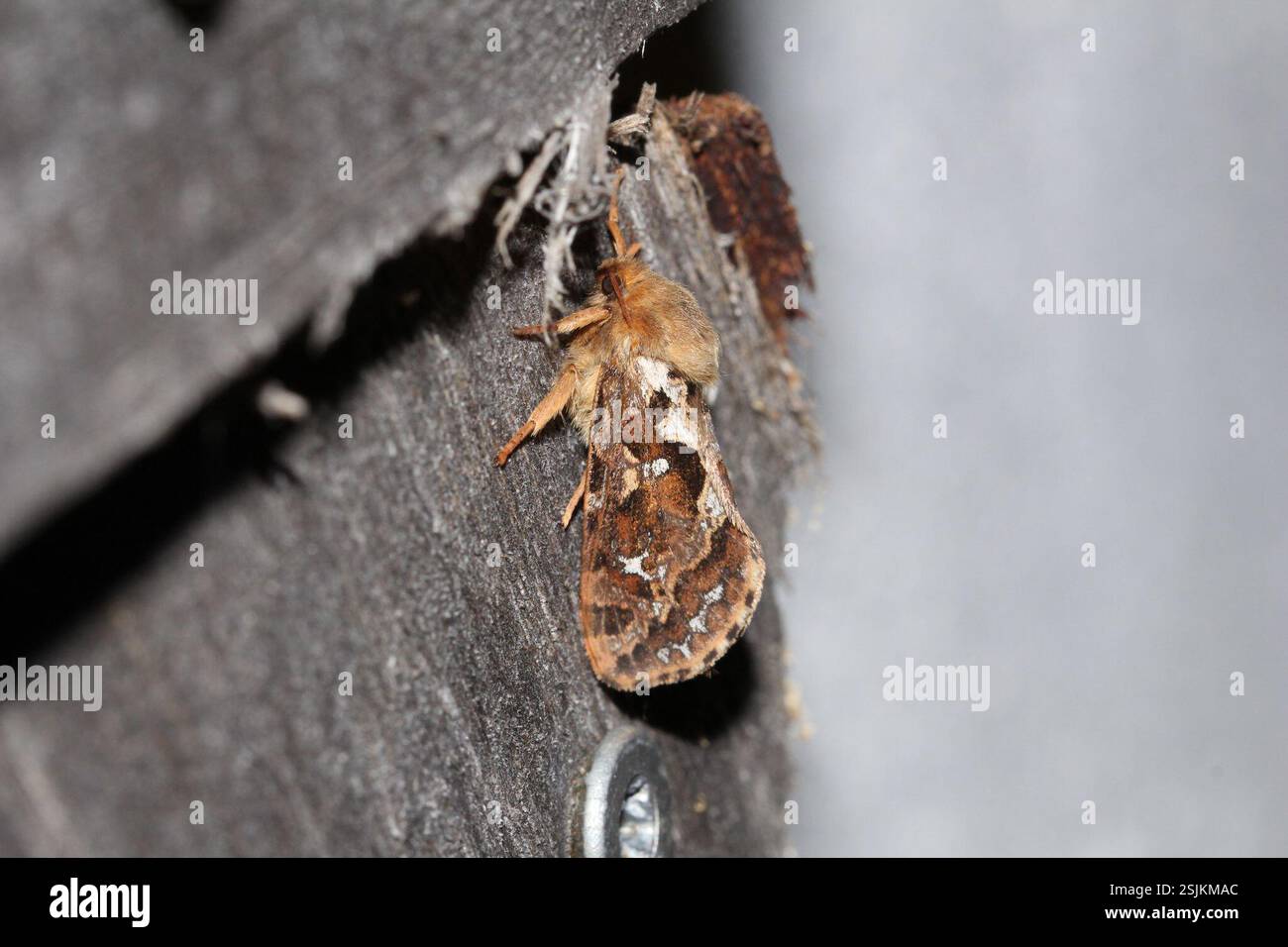 Map-winged Swift (Korscheltellus fusconebulosa), Insecta, 8400 Ebeltoft ...