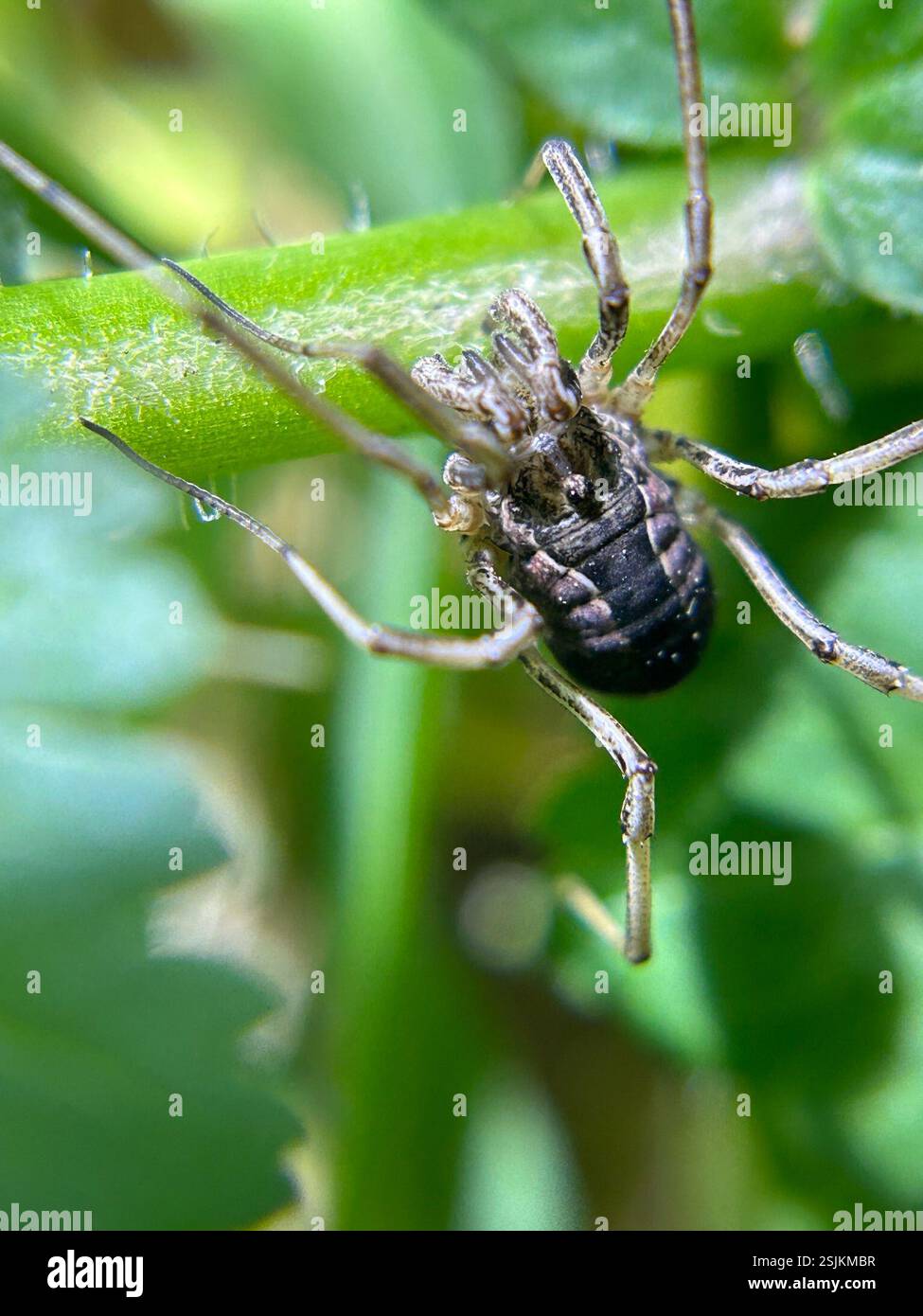 (Protolophus singularis), Arachnida, Highland Dr, Los Osos, CA, US, The ...