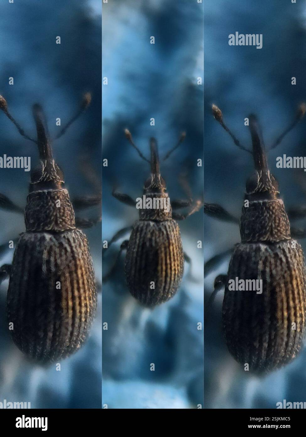 Birch Catkin Weevil (Betulapion simile), Insecta, 23018 Talamona SO ...