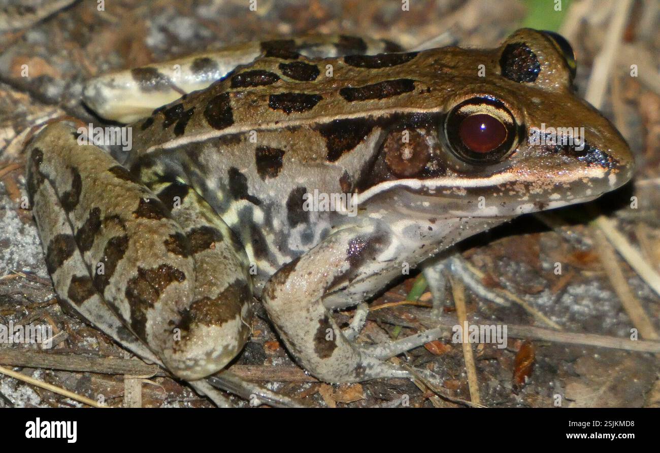 Southern Leopard Frog (Lithobates sphenocephalus), Amphibia, River Rd ...