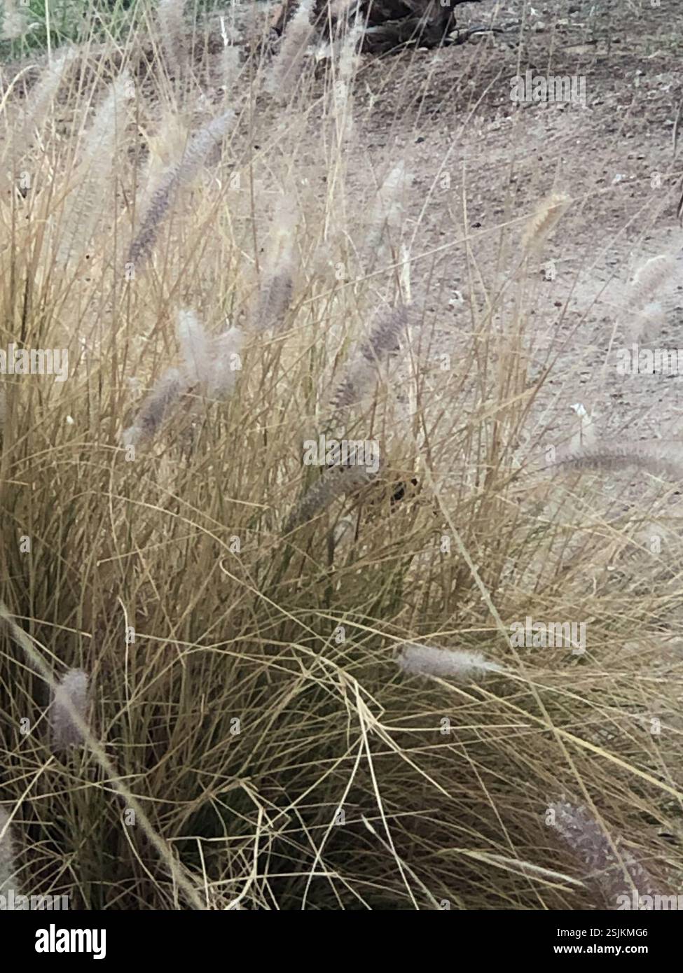 Birds (Aves), Aves, Cabo San Lucas, BCS, MX, In grass Stock Photo - Alamy