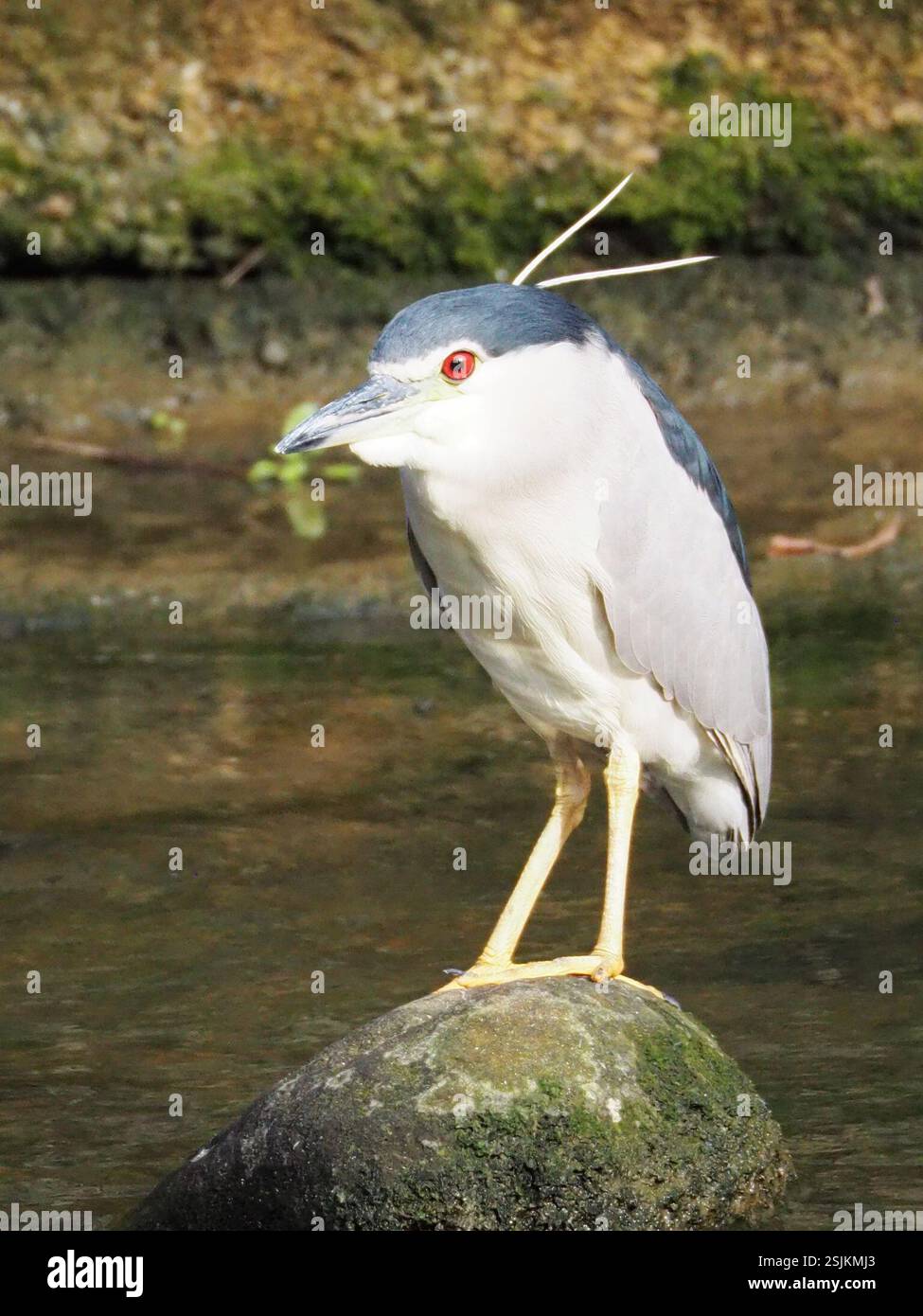 Eurasian Black-crowned Night-Heron (Nycticorax nycticorax nycticorax ...