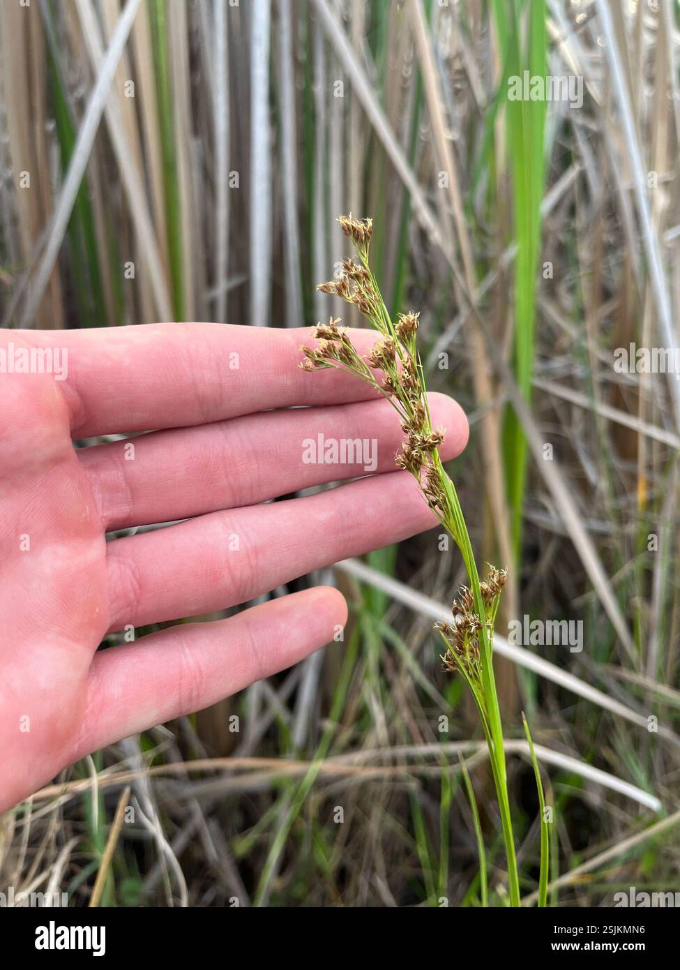 Southern Beaksedge (Rhynchospora microcarpa), Plantae, Florida, US ...