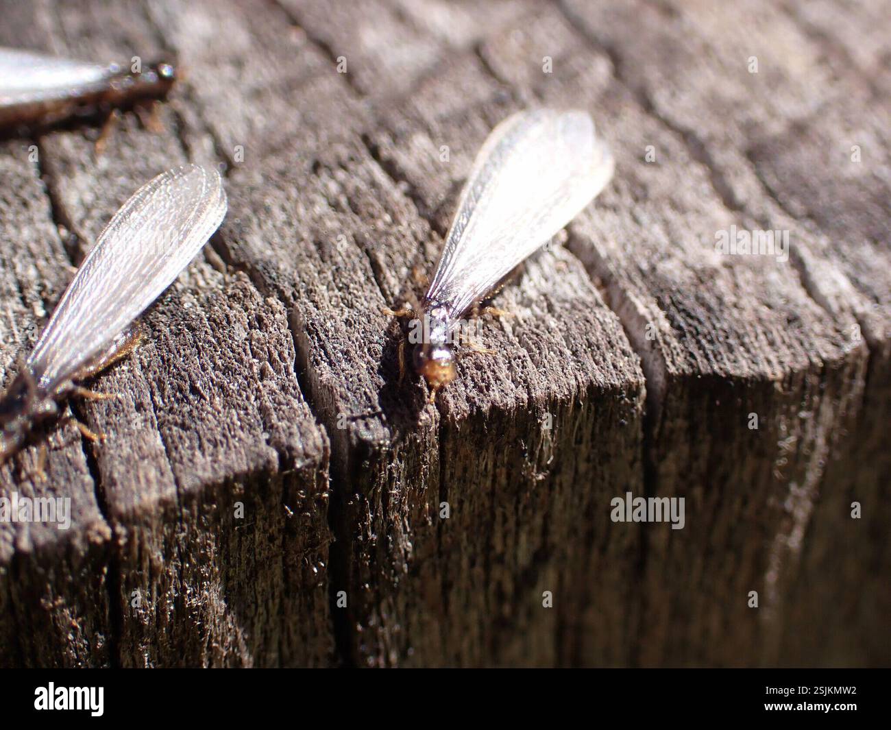 Eastern Subterranean Termite (Reticulitermes flavipes), Insecta, North ...