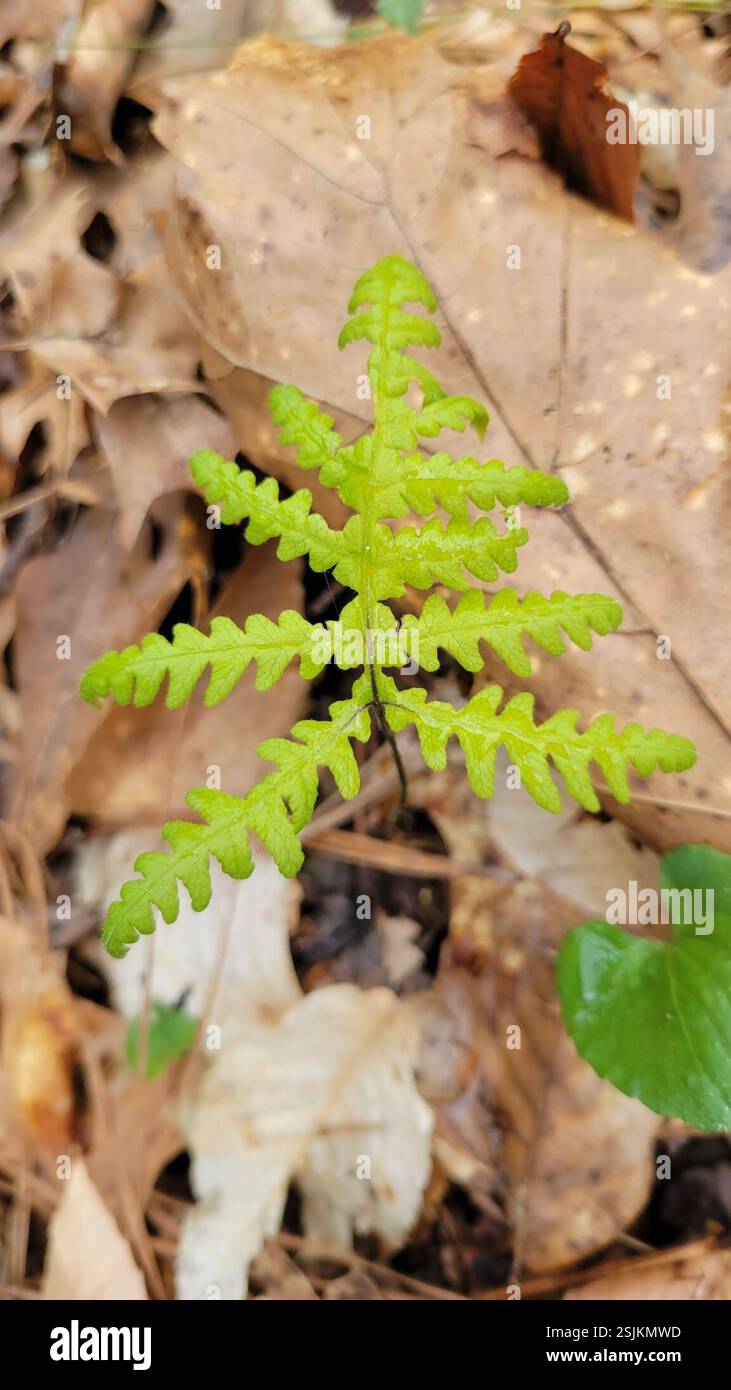 broad beech fern (Phegopteris hexagonoptera), Plantae, Modoc, SC 29838 ...