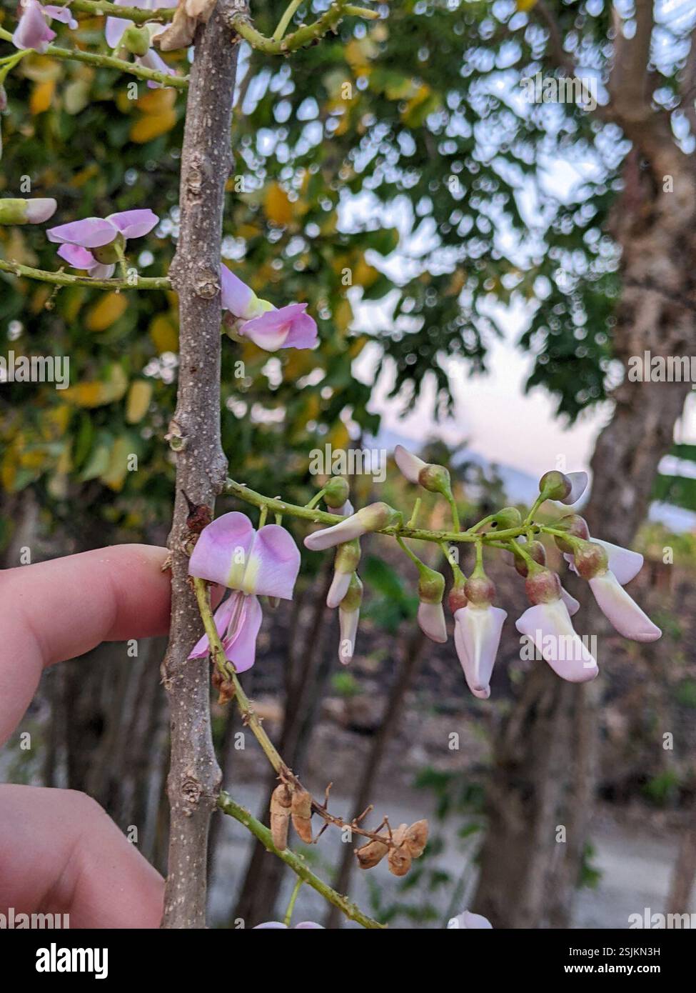 Fence Post Tree (Gliricidia sepium), Plantae, Moca, Dominican Republic ...