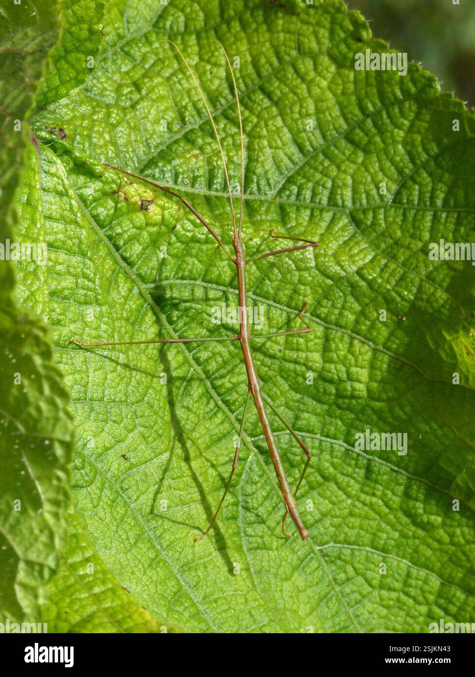 Stick Insects (Phasmida), Insecta, Guasca, Cundinamarca, Colombia Stock ...