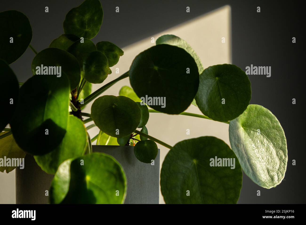 A close-up of the round, glossy leaf of the Chinese Money Plant (Pilea ...