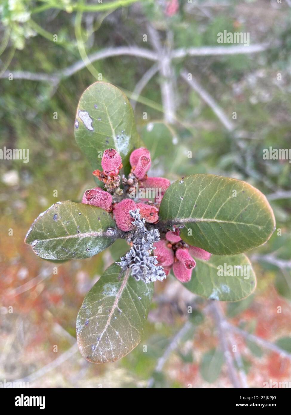 lemonade berry (Rhus integrifolia), Plantae, San Diego County, US-CA ...