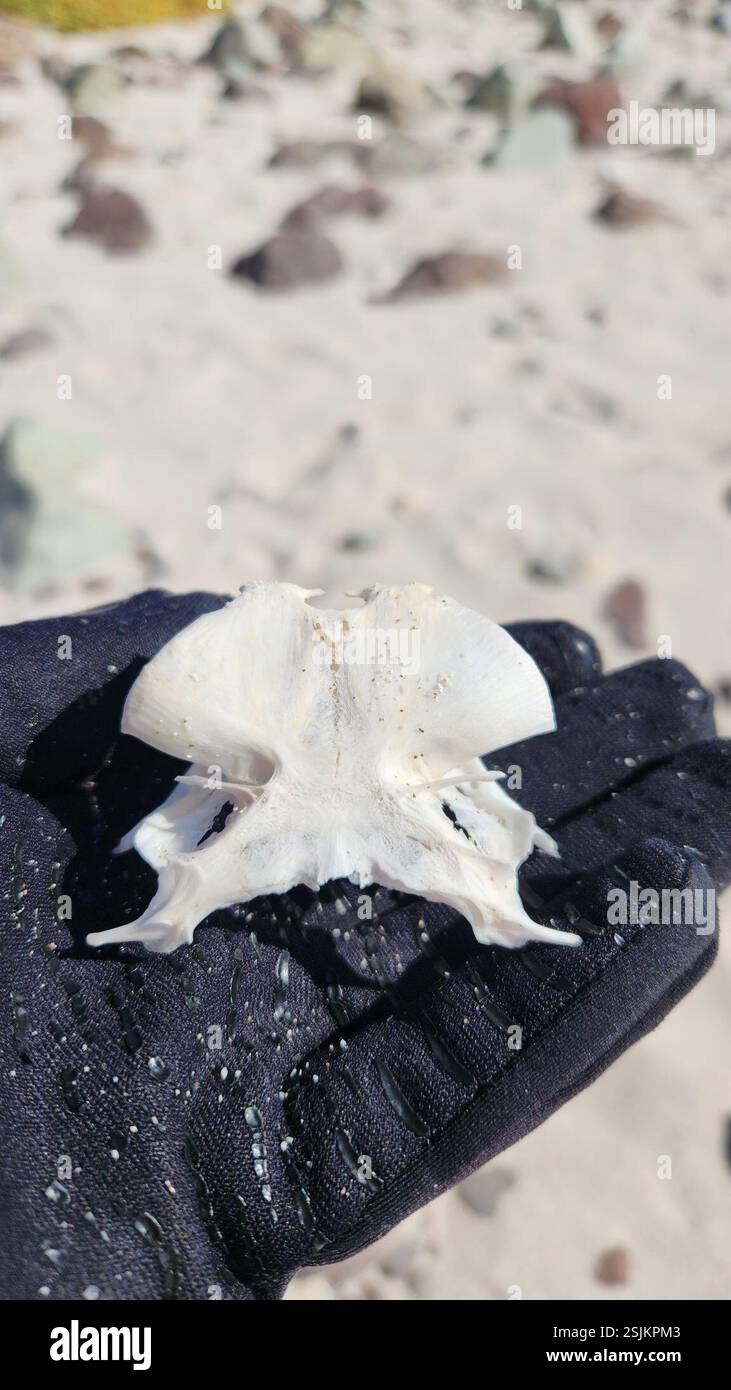 Porcupinefishes (Diodontidae), Actinopterygii, Loreto, MX-BS, MX Stock ...