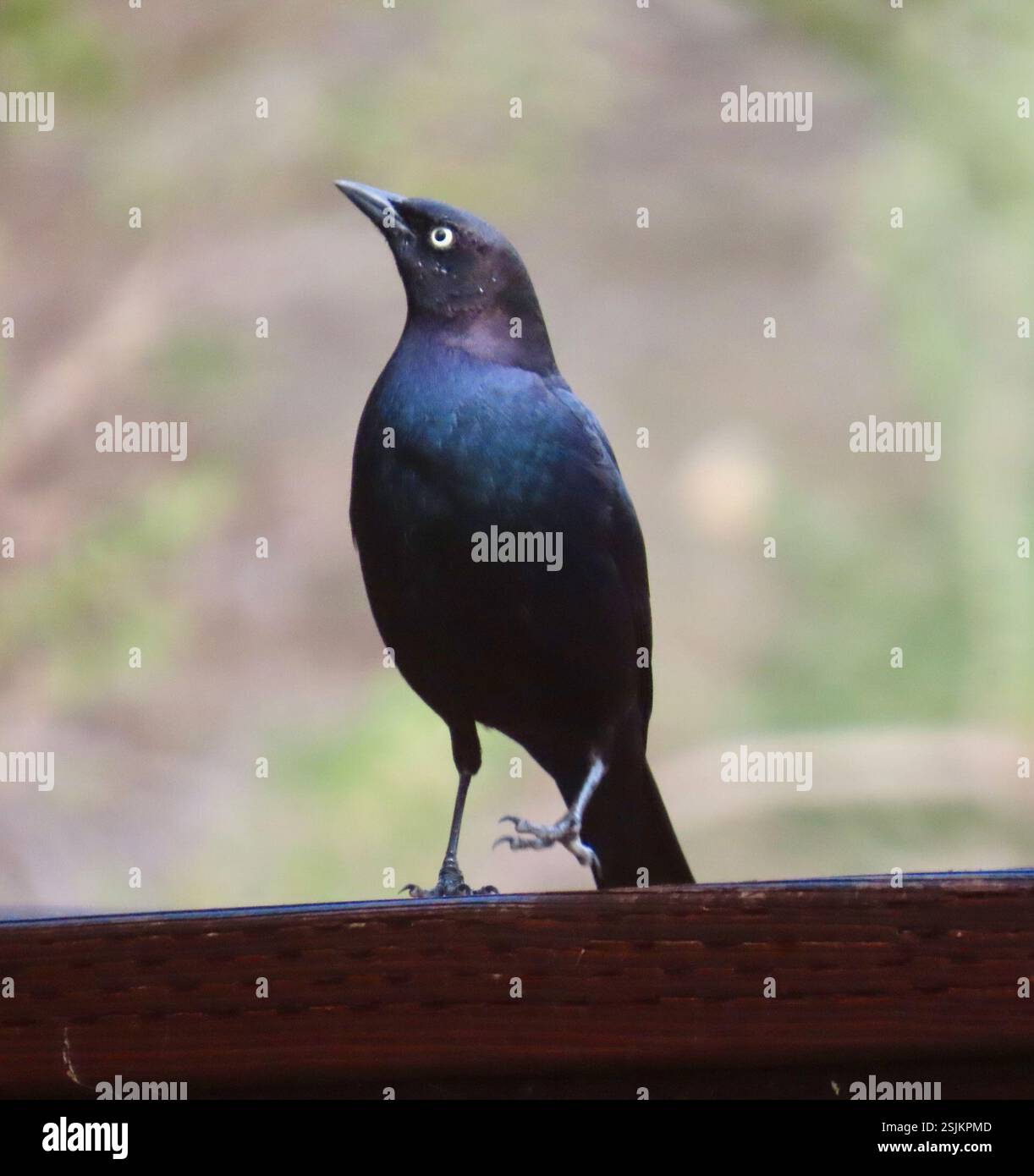 Brewer's Blackbird (Euphagus cyanocephalus), Aves, Country Park Rd ...
