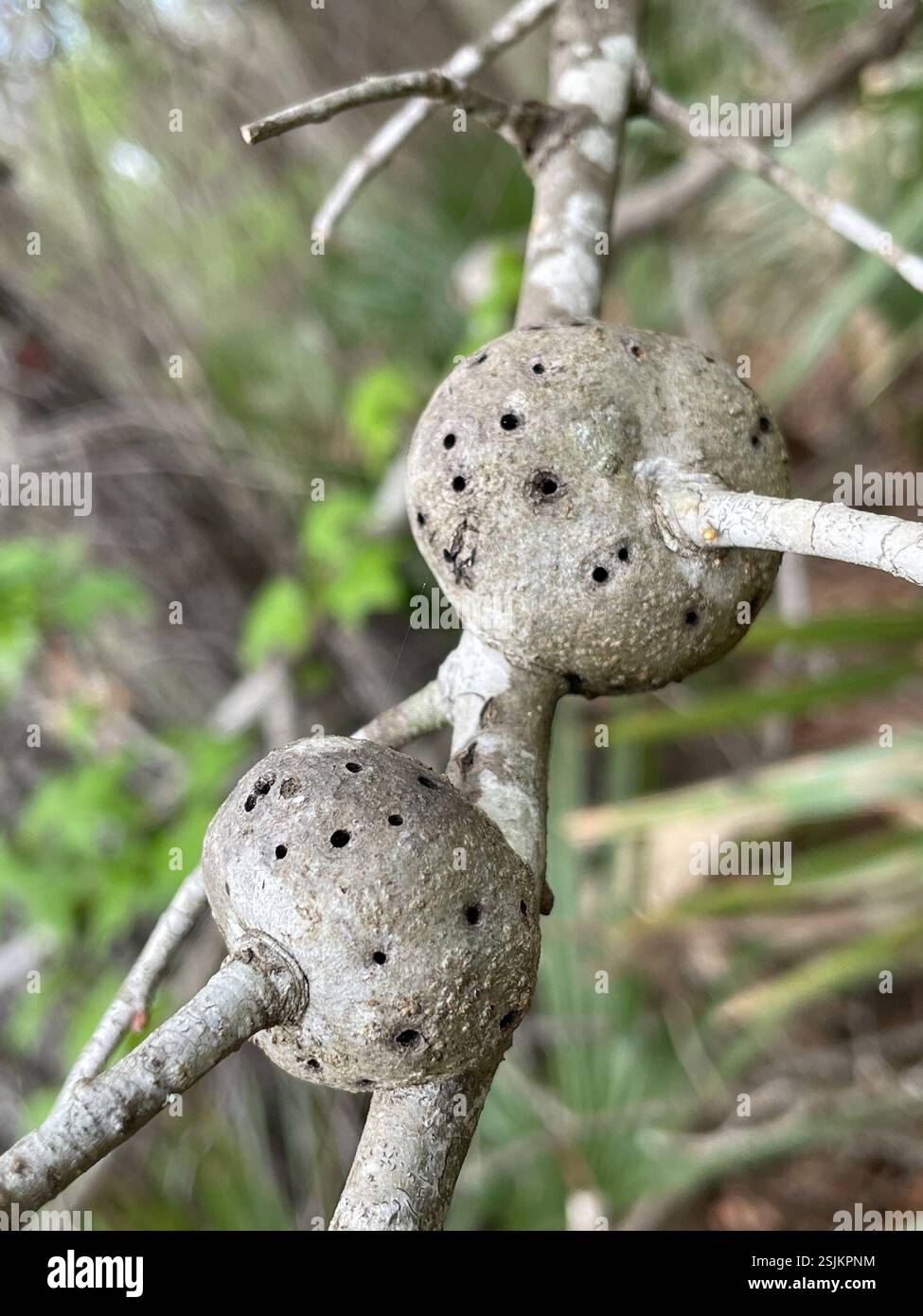 Gouty Oak Gall Wasp (Callirhytis quercuspunctata), Insecta, Ferriday ...