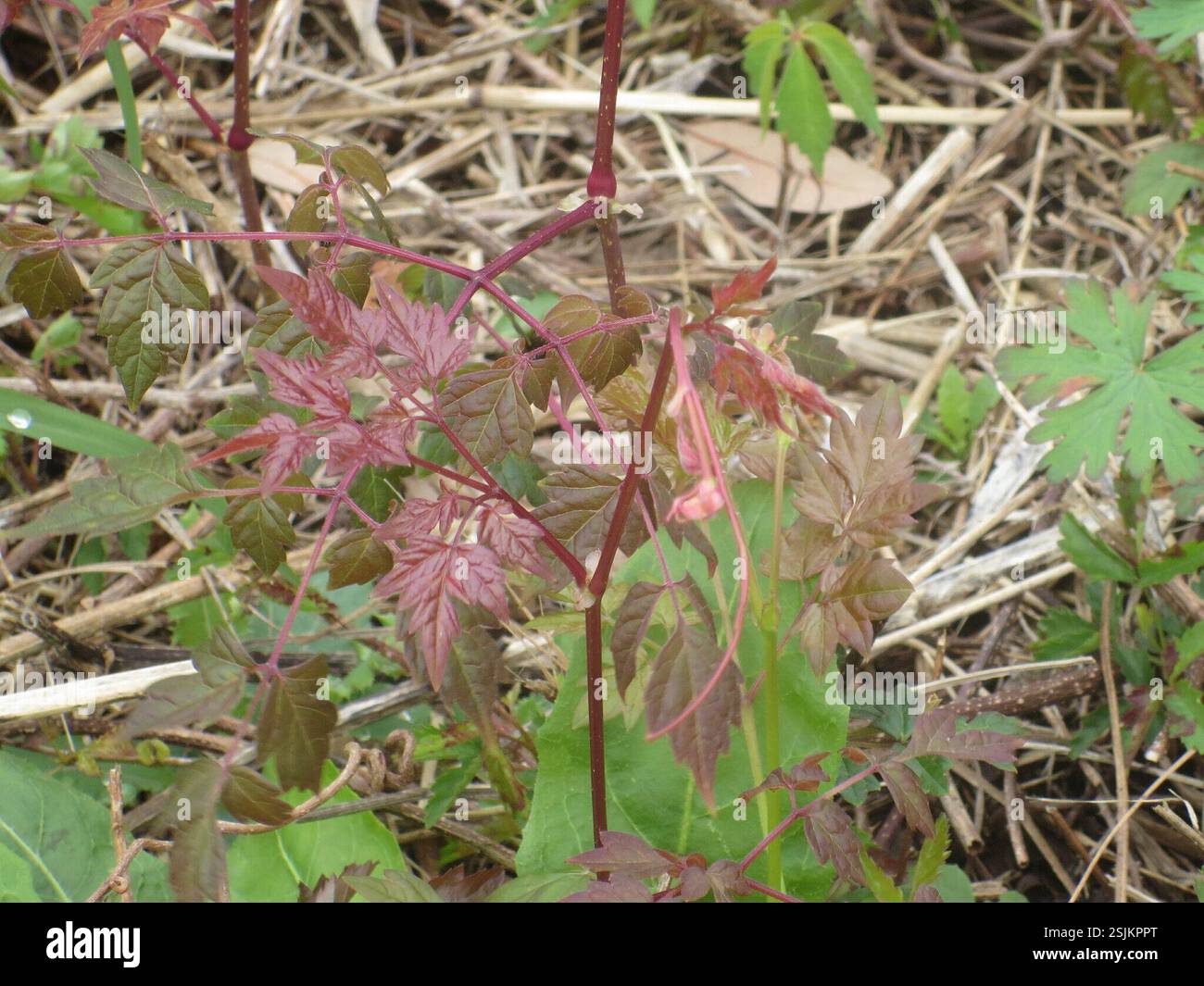 peppervine (Nekemias arborea), Plantae, Windsor Forest, Savannah, GA ...
