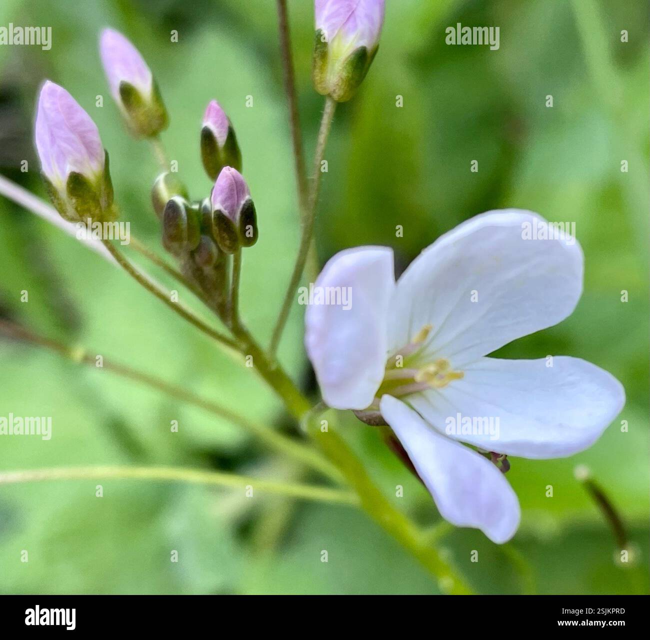 milkmaids (Cardamine californica), Plantae, Julia Pfeiffer Burns State ...
