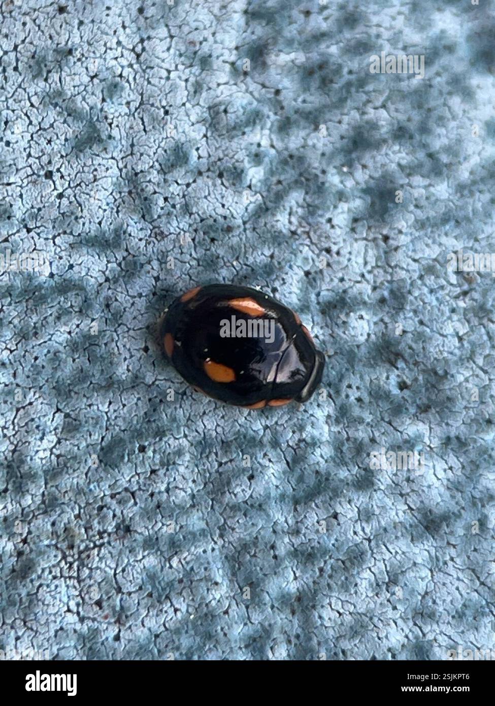 Lady Beetles (Coccinellidae), Insecta, Via Laguna Vista, San Luis ...