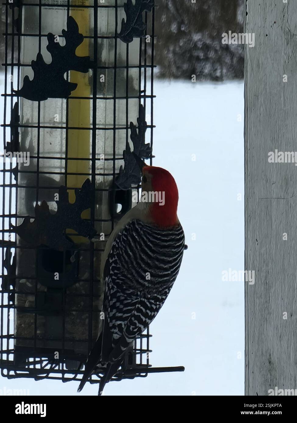 Red-bellied Woodpecker (Melanerpes carolinus), Aves, Farmington, MI ...