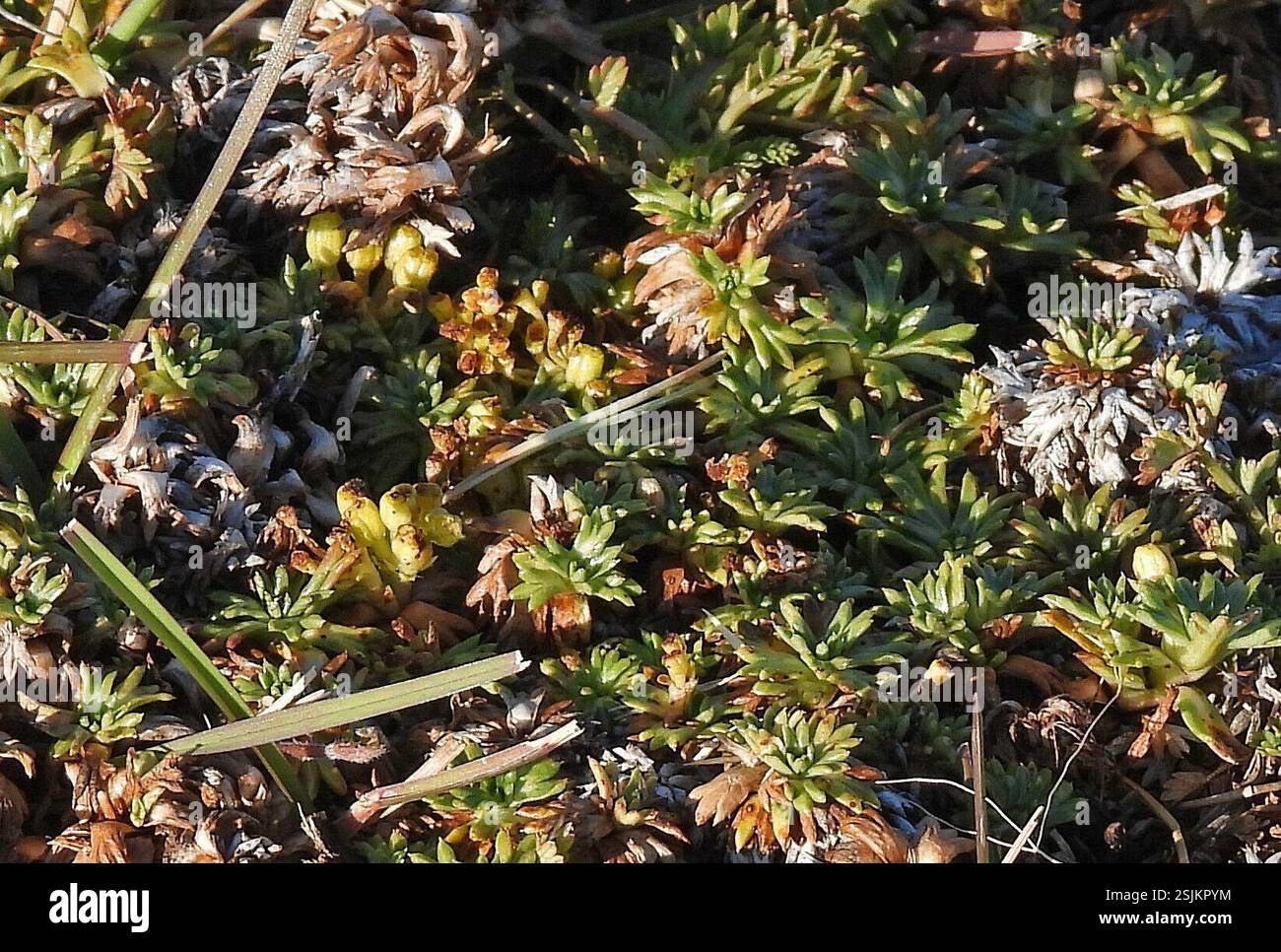 Bolax hi-res stock photography and images - Alamy