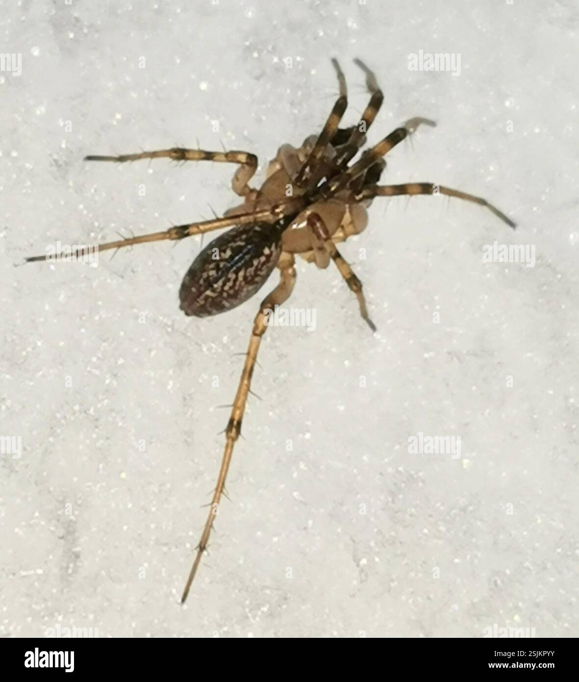 Horse-Head Spider (Stemonyphantes lineatus), Arachnida, 31160 Urjala ...